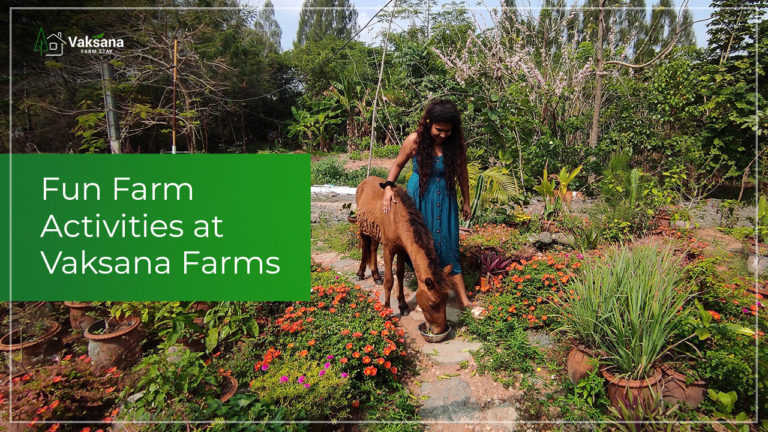 Fun Farm Activities at Vaksana Farms - Vaksana Farm Stay