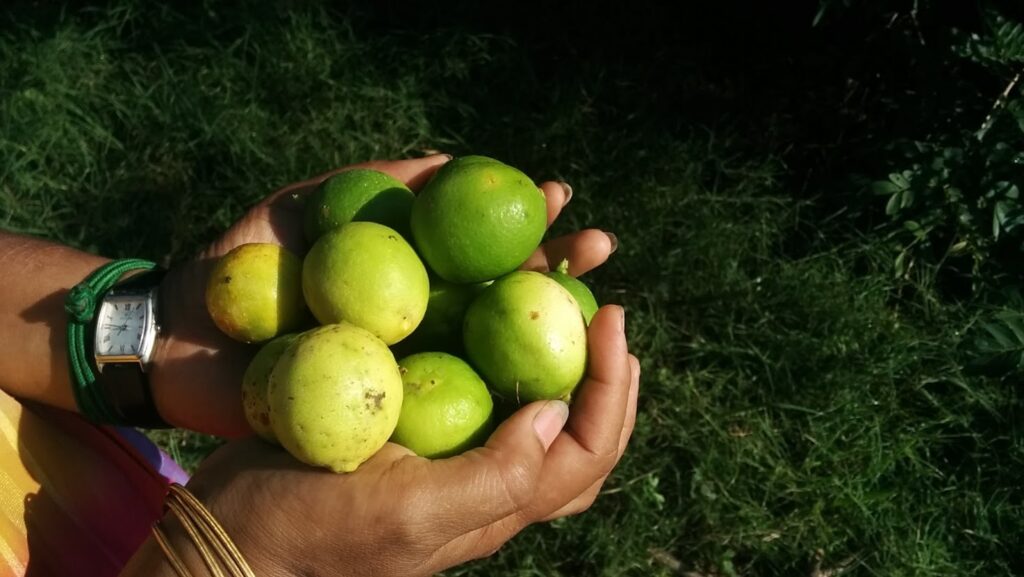 Savoring Nature's Delights: A Journey Through Vaksana Farms' Fruit ...